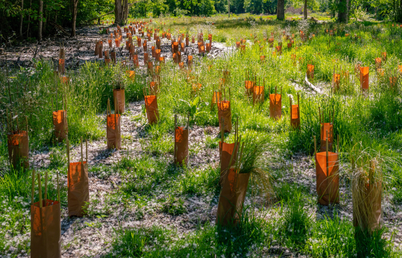 How and when to plant tree seedlings | Canopy