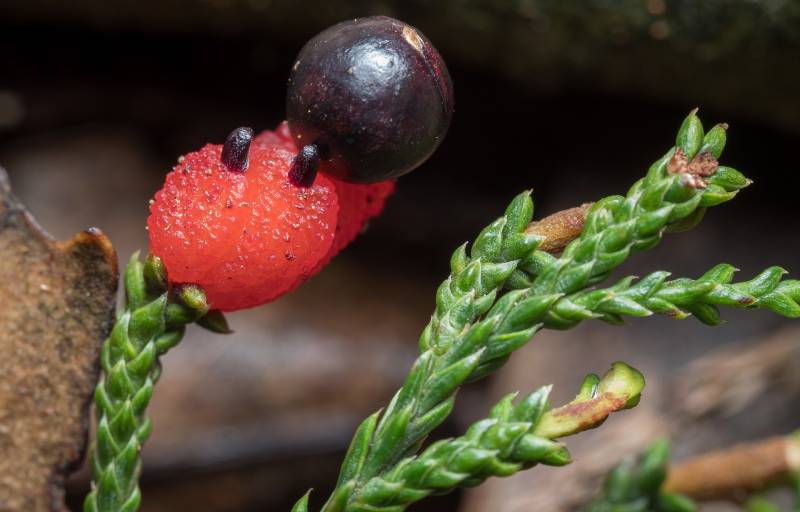 Native seed catalogue | Canopy