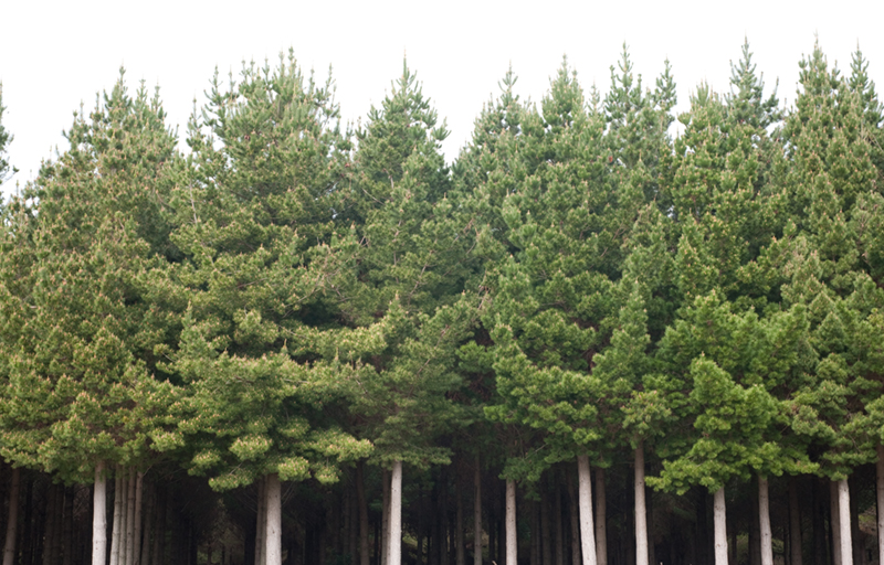 The NZU market | Canopy