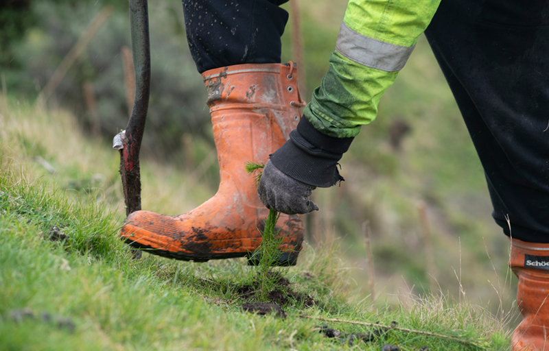 Establishing ETS forest land | Canopy