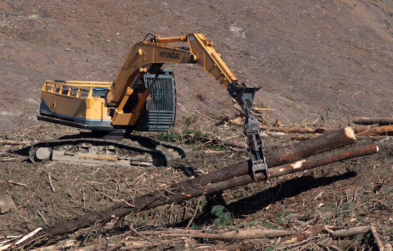 Harvesting ETS forest land | Canopy