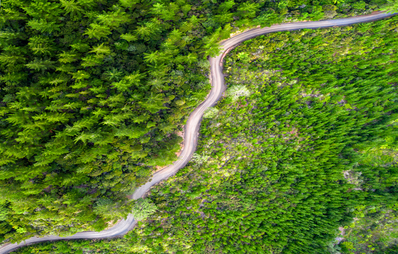 Managing ETS forest land | Canopy