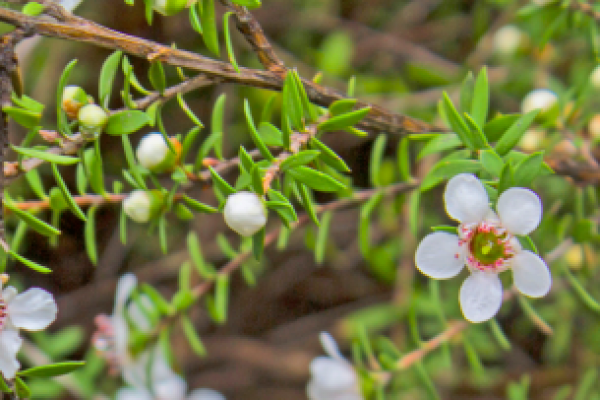 Bringing back the kai trees | Canopy