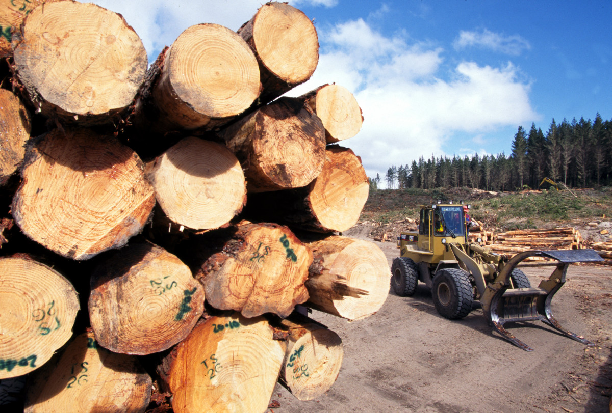 Ways to harvest and sell your logs | Canopy