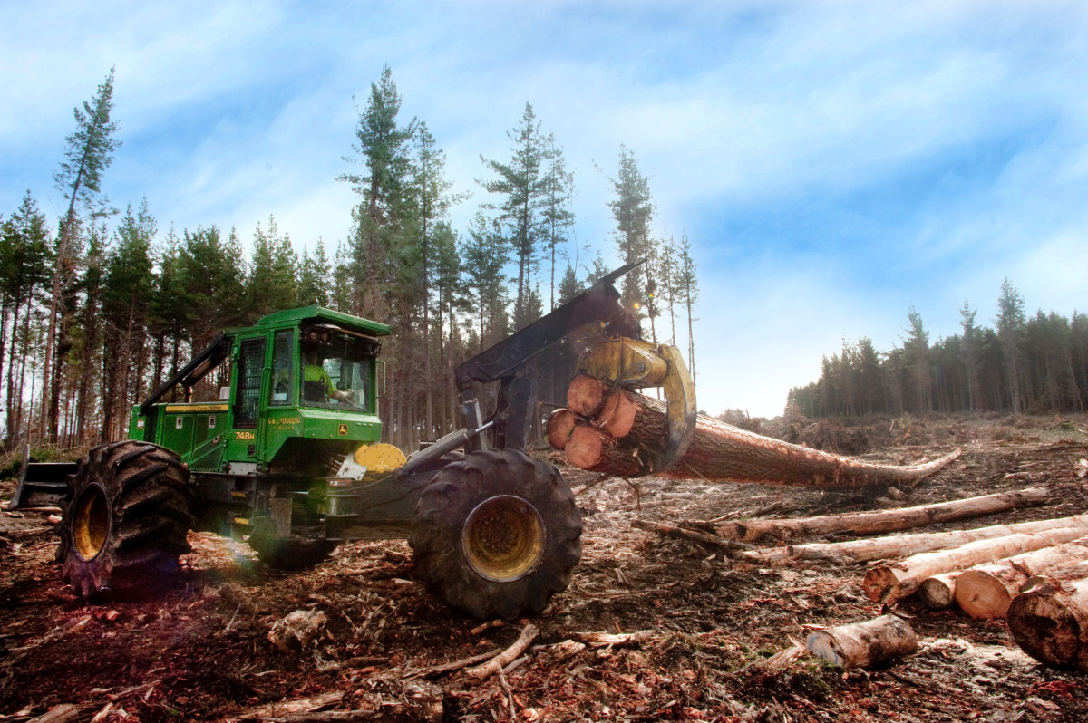 Harvesting your forest | Canopy