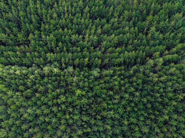 Planning ETS forest land | Canopy