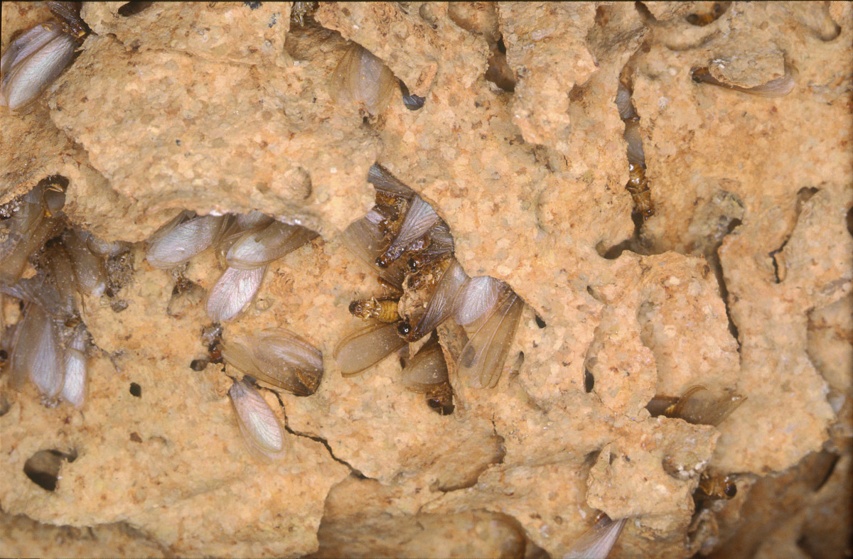 Forest pests, diseases and weeds | Canopy